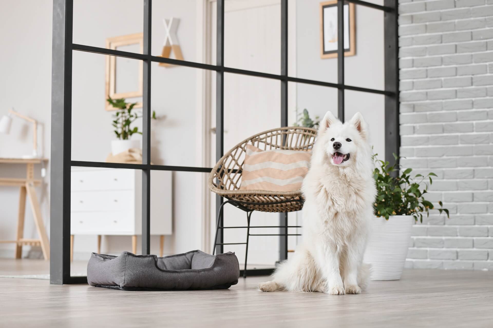 How to Choose Furniture That Can Withstand Pet Claws and Fur – Pop Up Life